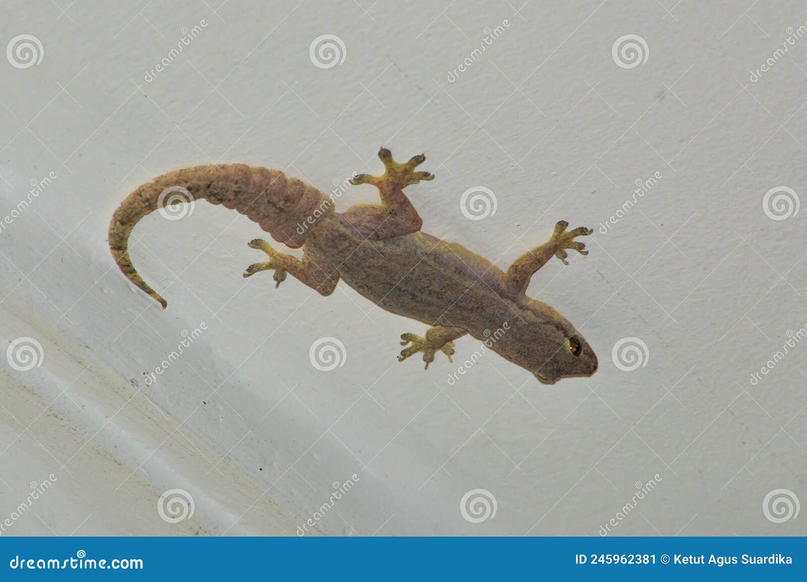 A Fat Gecko Lizard with a Coiled Tail on Ceiling of House Stock Image ...