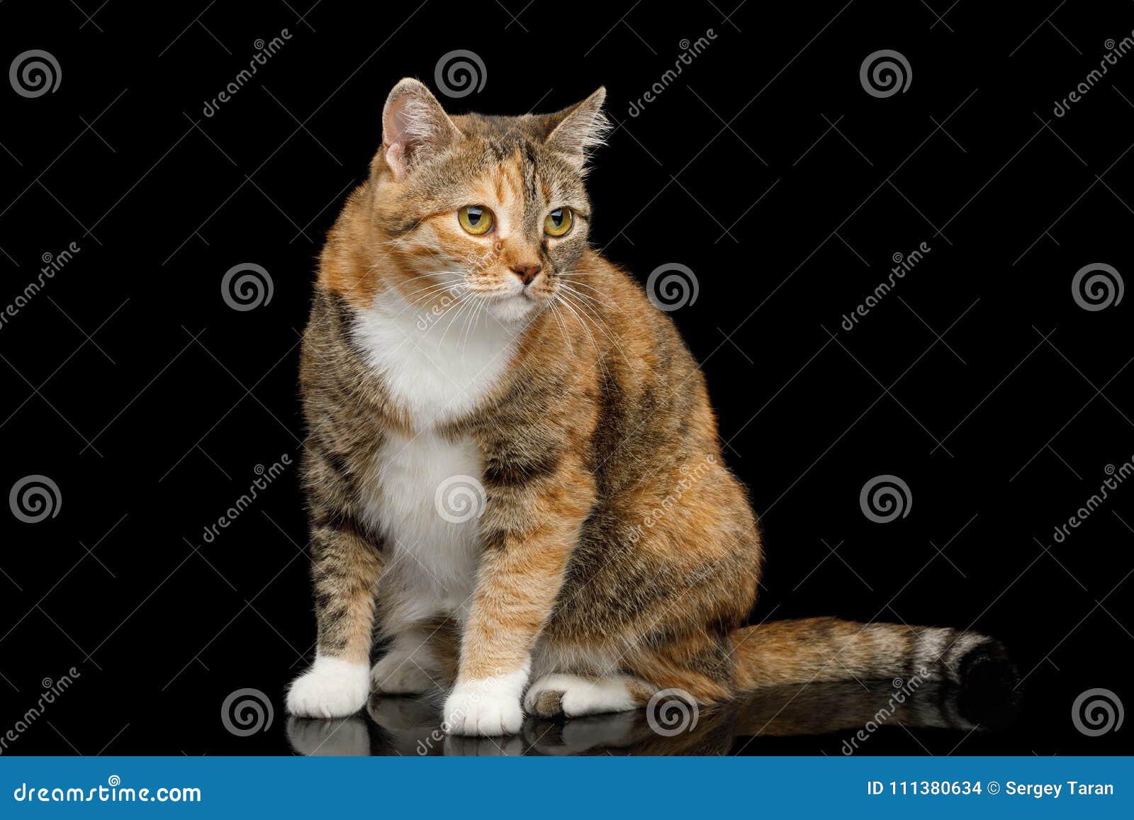 Fat Ginger Calico Cat on Isolated Black Background Stock Photo - Image ...