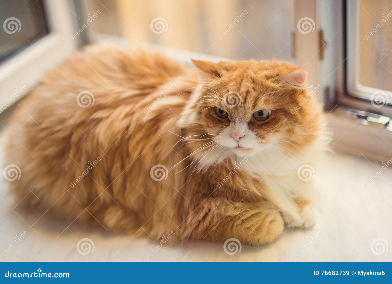 Fat ginger cat stock image. Image of look, fluffy, color - 76682739