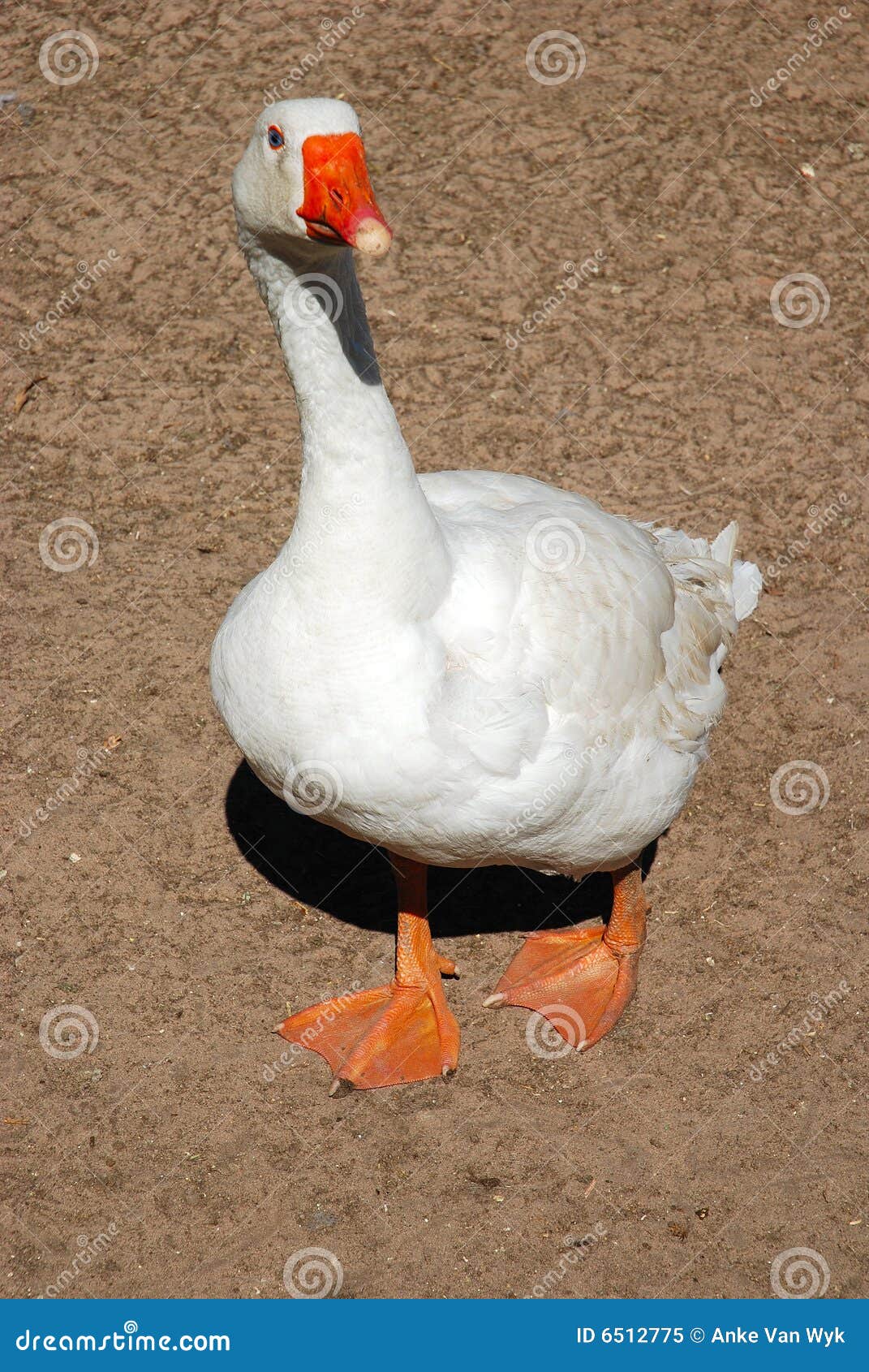 Fat goose stock image. Image of body, animal, geese, beaks - 6512775