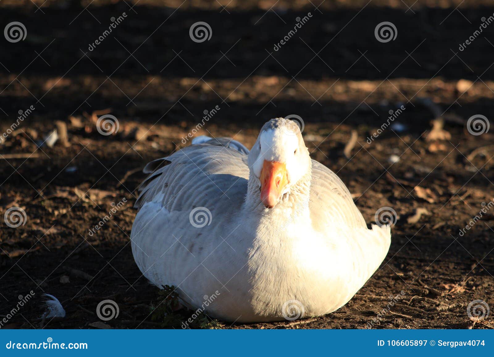 Fat goose on the farm stock image. Image of bright, natural - 106605897
