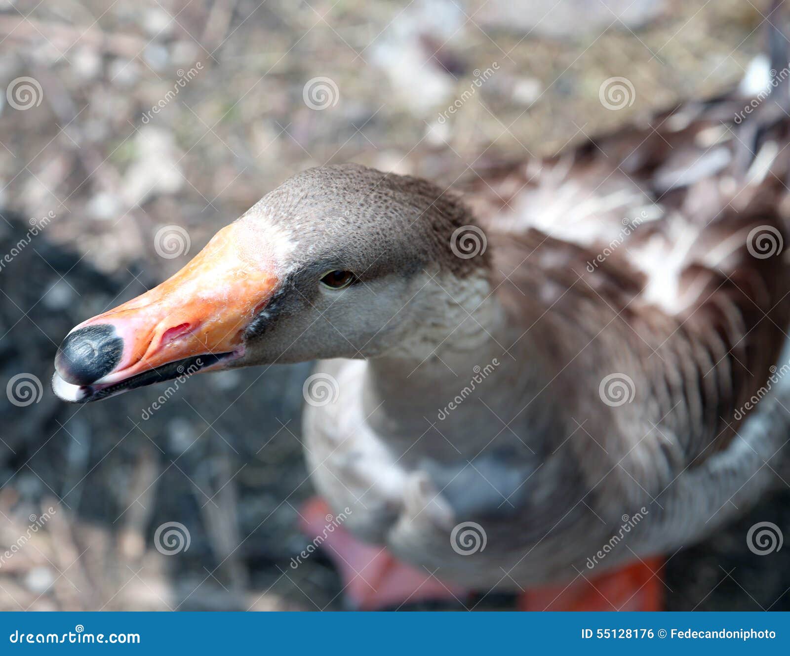 Fat Goose in the Farmyard of the Farm Stock Photo - Image of bird ...