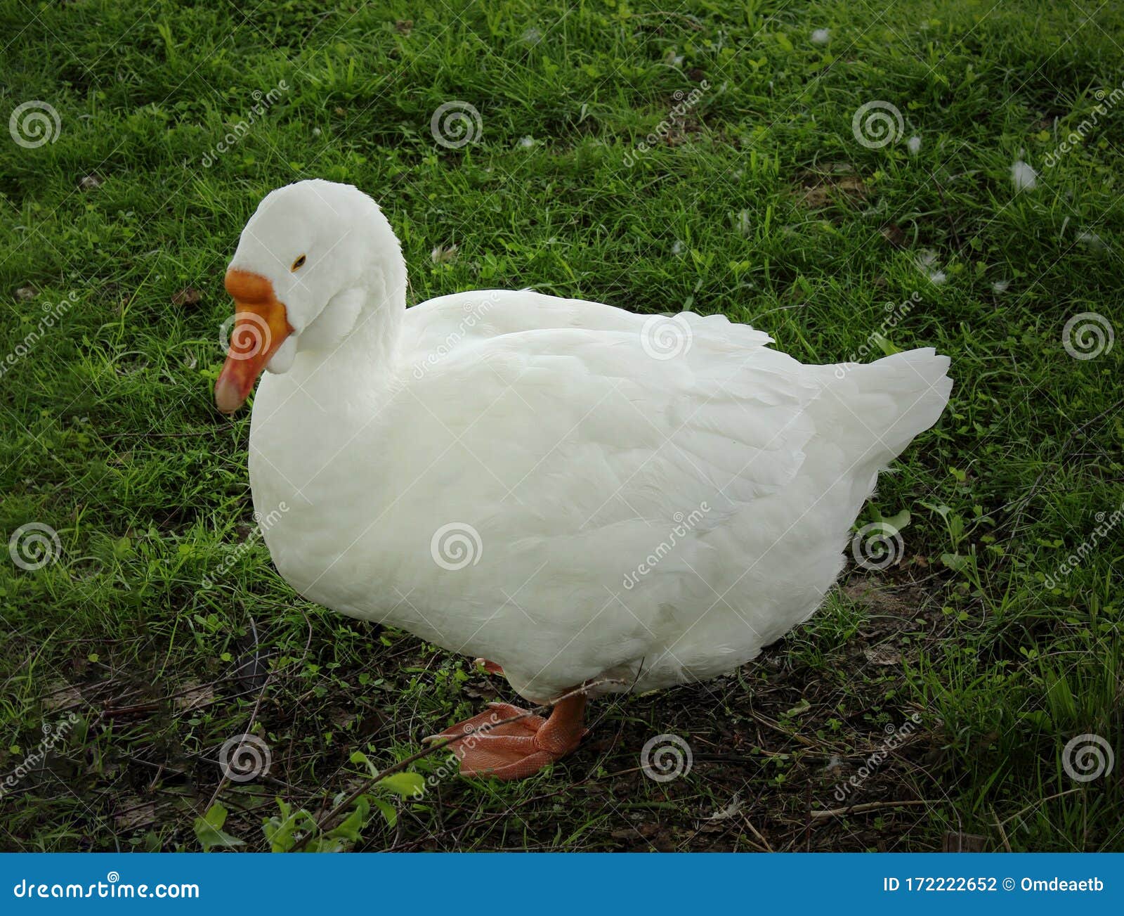 A Fat Goose Walks on the Green Grass Stock Photo - Image of relatives ...