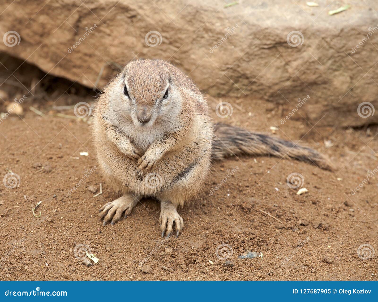 Fat gopher stock image. Image of muzzle, woodchuck, ground - 127687905