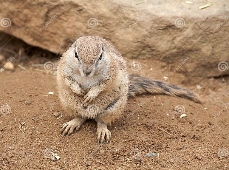 Fat gopher stock image. Image of muzzle, woodchuck, ground - 127687905