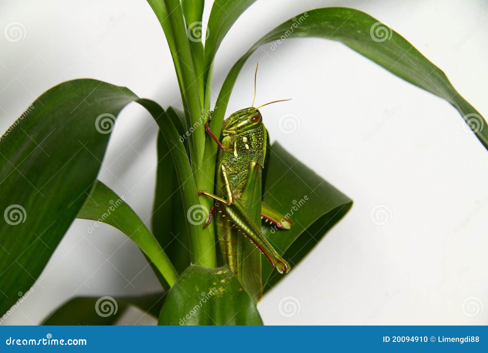 Fat grasshopper stock photo. Image of locust, insect - 20094910