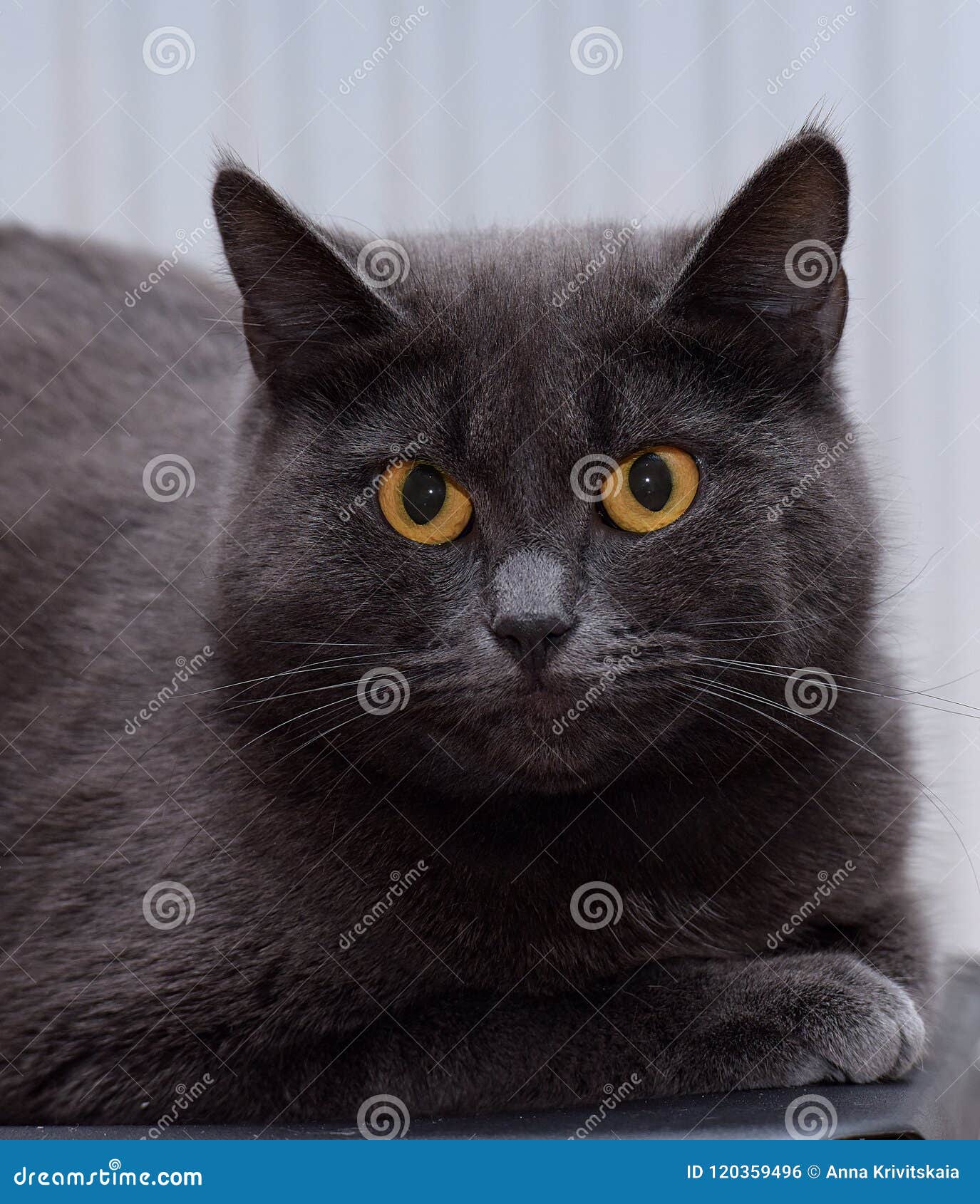 A fat gray cat stock photo. Image of english, macro - 120359496