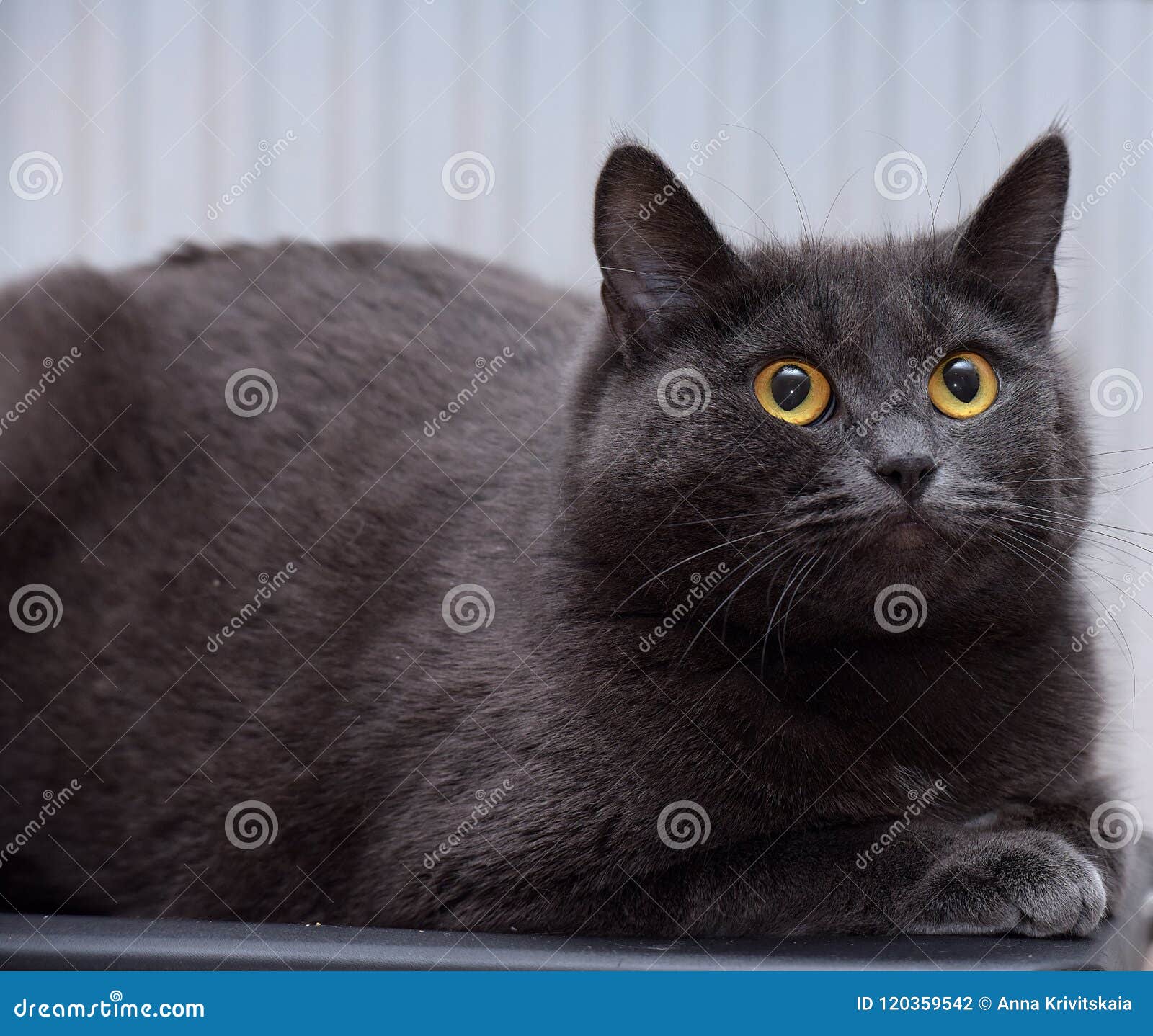 A fat gray cat stock photo. Image of female, interesting - 120359542