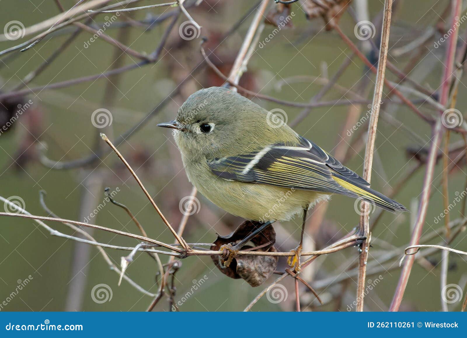 Fat Green Bird Standing on Thin Branches on a Leafless Tree Stock Image ...