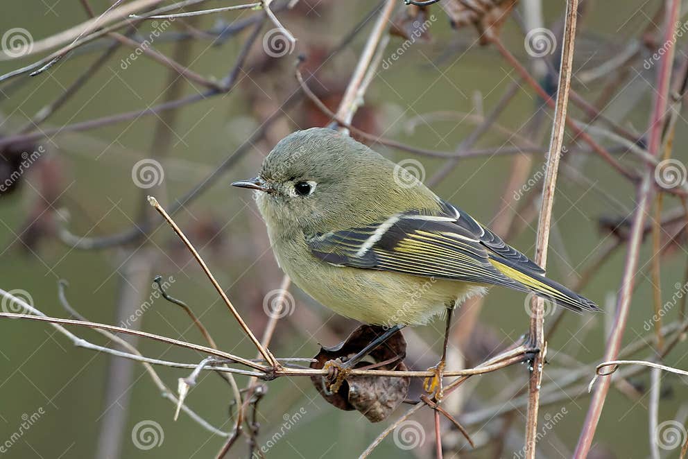 Fat Green Bird Standing on Thin Branches on a Leafless Tree Stock Image ...