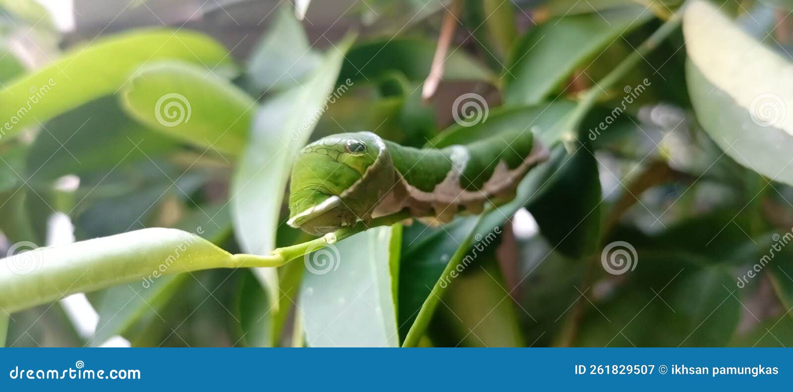 Fat Green Caterpillars stock image. Image of insect - 261829507