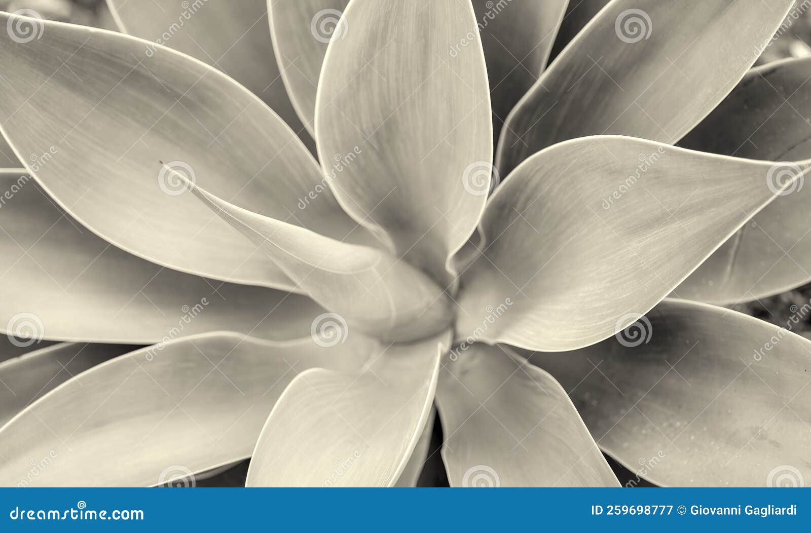 Fat Green Plant, Close Up Macro View Stock Image - Image of landscape ...