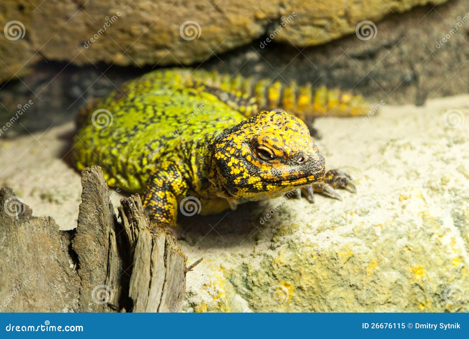 Fat Green-yellow Lizard on Stone Stock Image - Image of cross, dragon ...