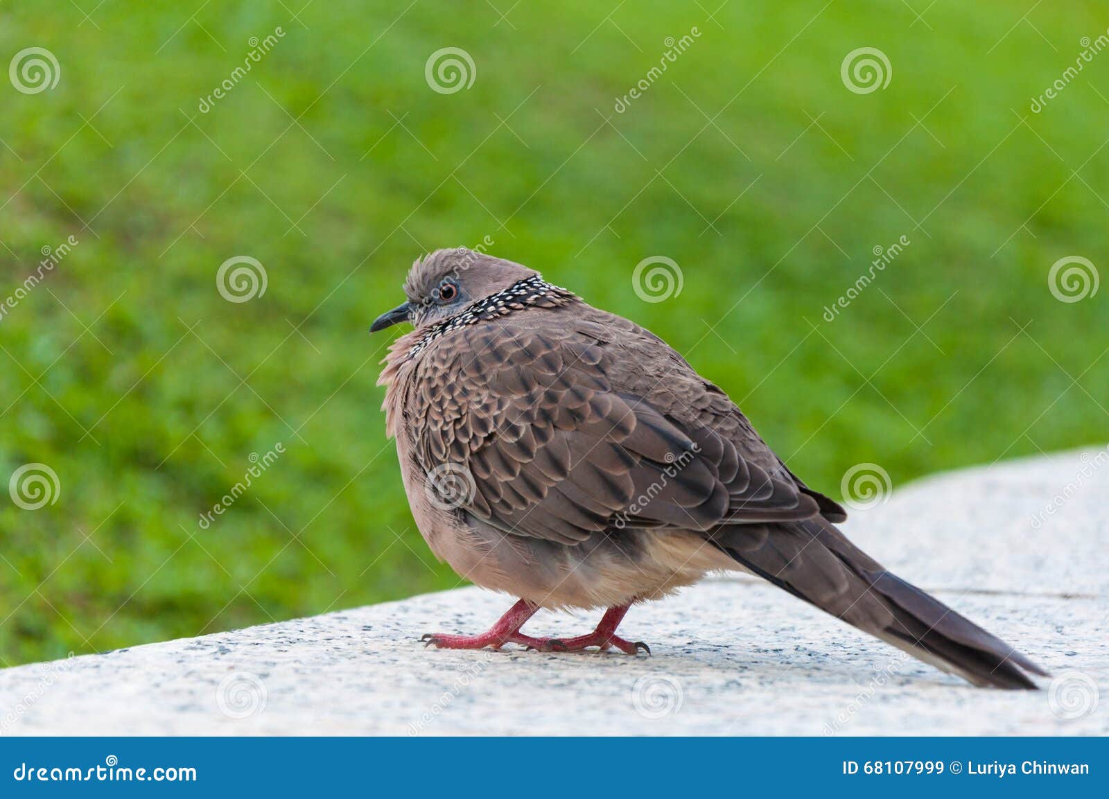 Fat Grey Bird Public Park Stock Photos - Free & Royalty-Free Stock ...