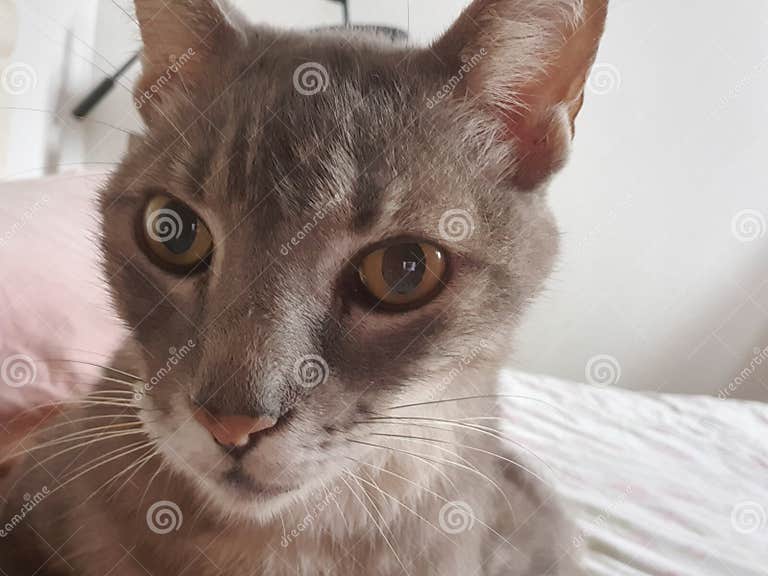 Fat grey cat stock photo. Image of wildcat, animal, snout - 180064934