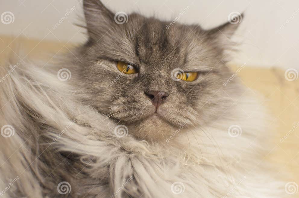 Fat Grey Cat Lying and Stretching Stock Photo - Image of gray, feline ...