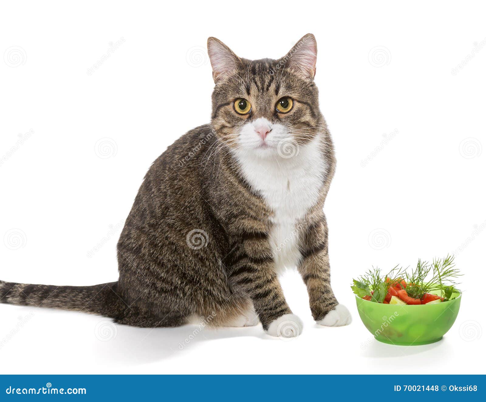 Fat grey cat and salad stock photo. Image of domestic - 70021448