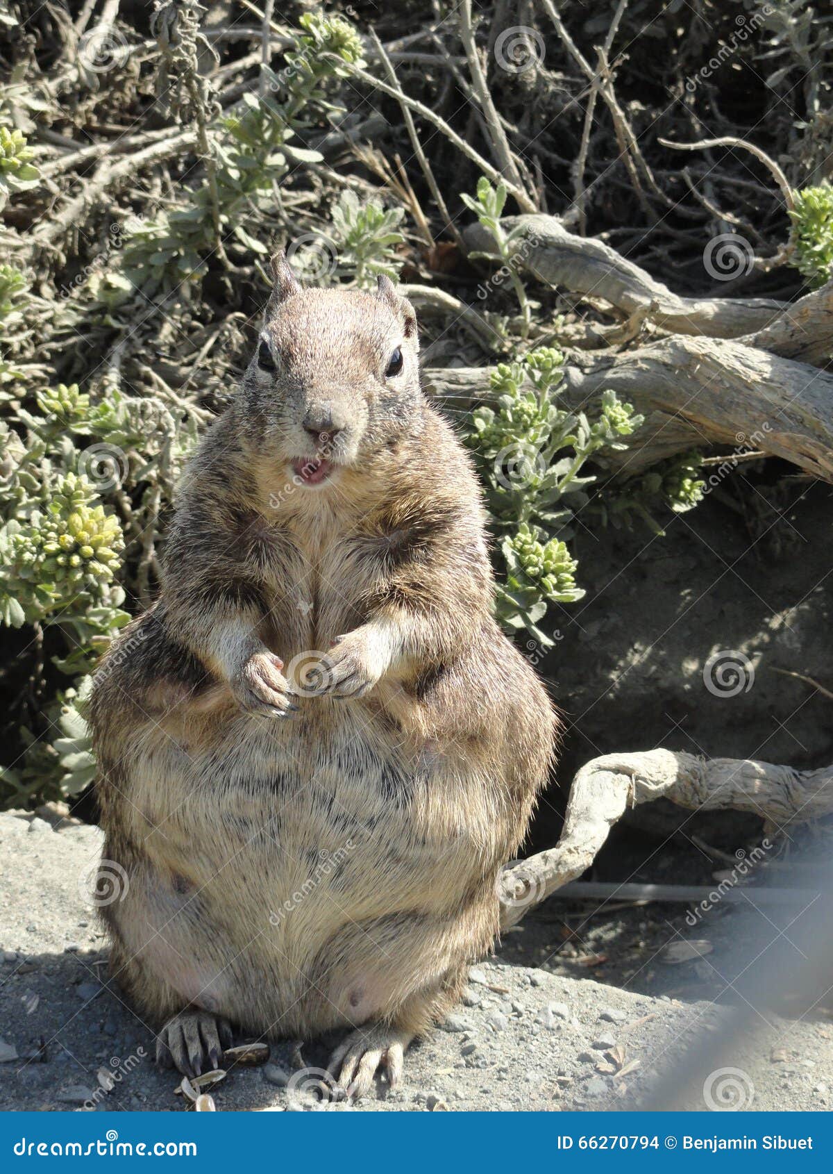 Fat Grey Squirrel stock photo. Image of food, hungry - 66270794