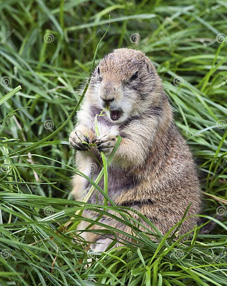 Fat Groundhog stock image. Image of large, eating, greedy - 25552471