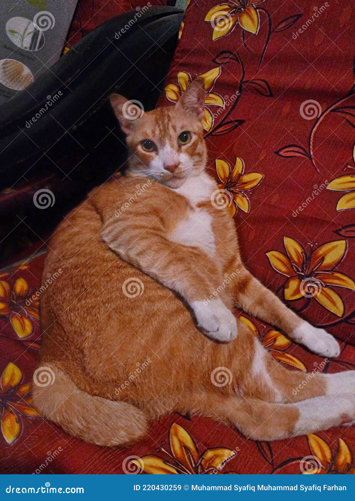 Fat grumpy cat stock image. Image of loves, orange, grumpy - 220430259