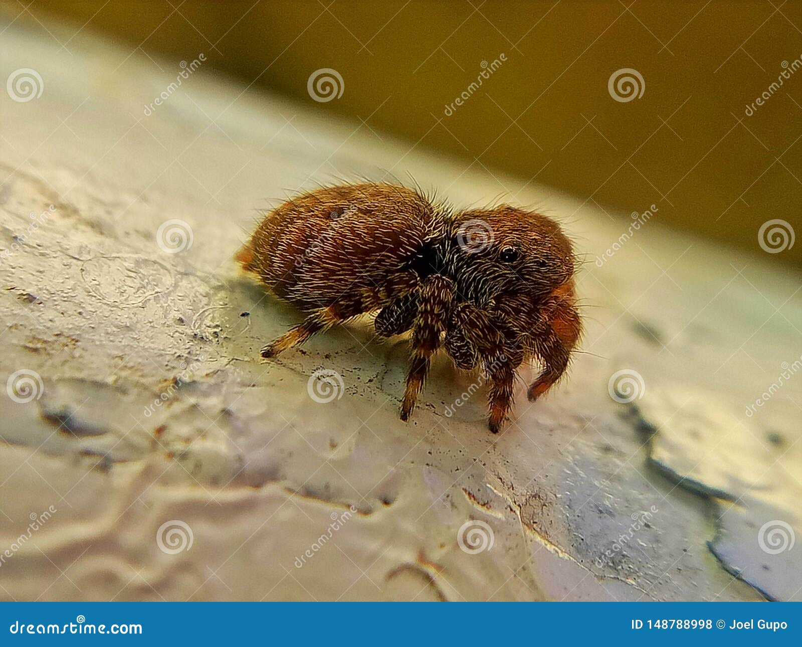 A fat hairy jumping spider stock photo. Image of hairy - 148788998