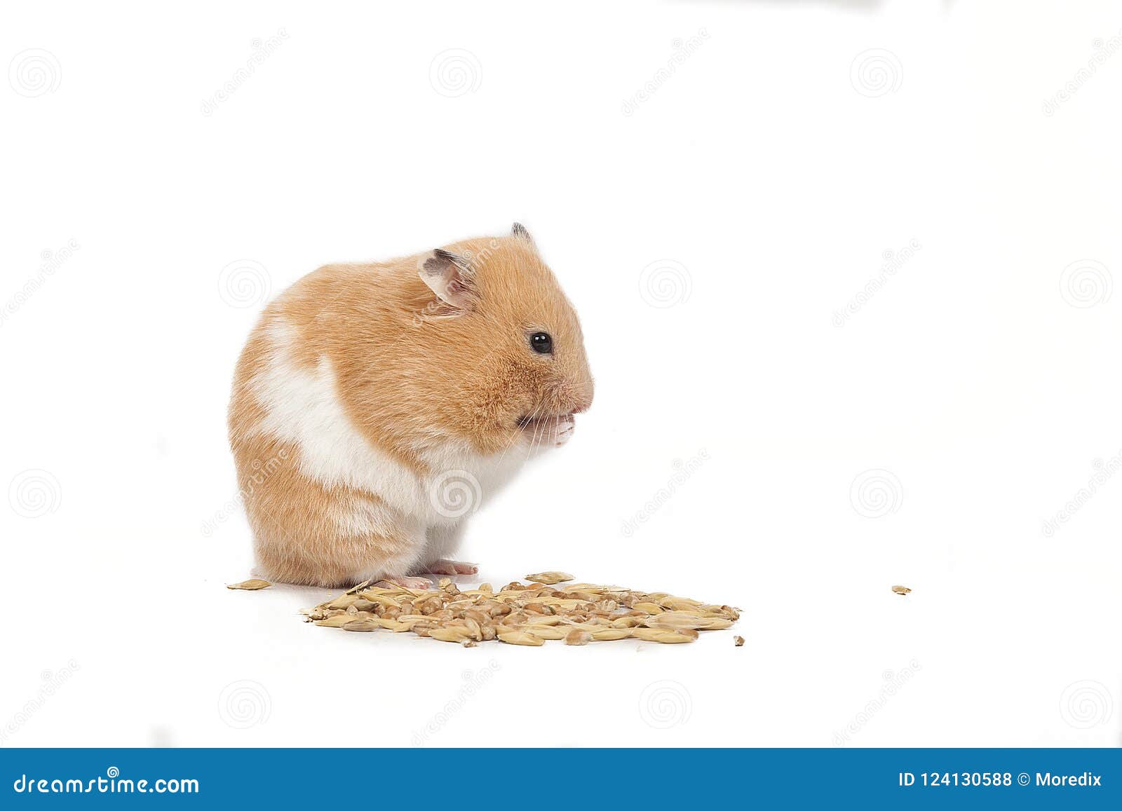 Fat Hamster Eating Corn on White Background Stock Photo - Image of hair ...