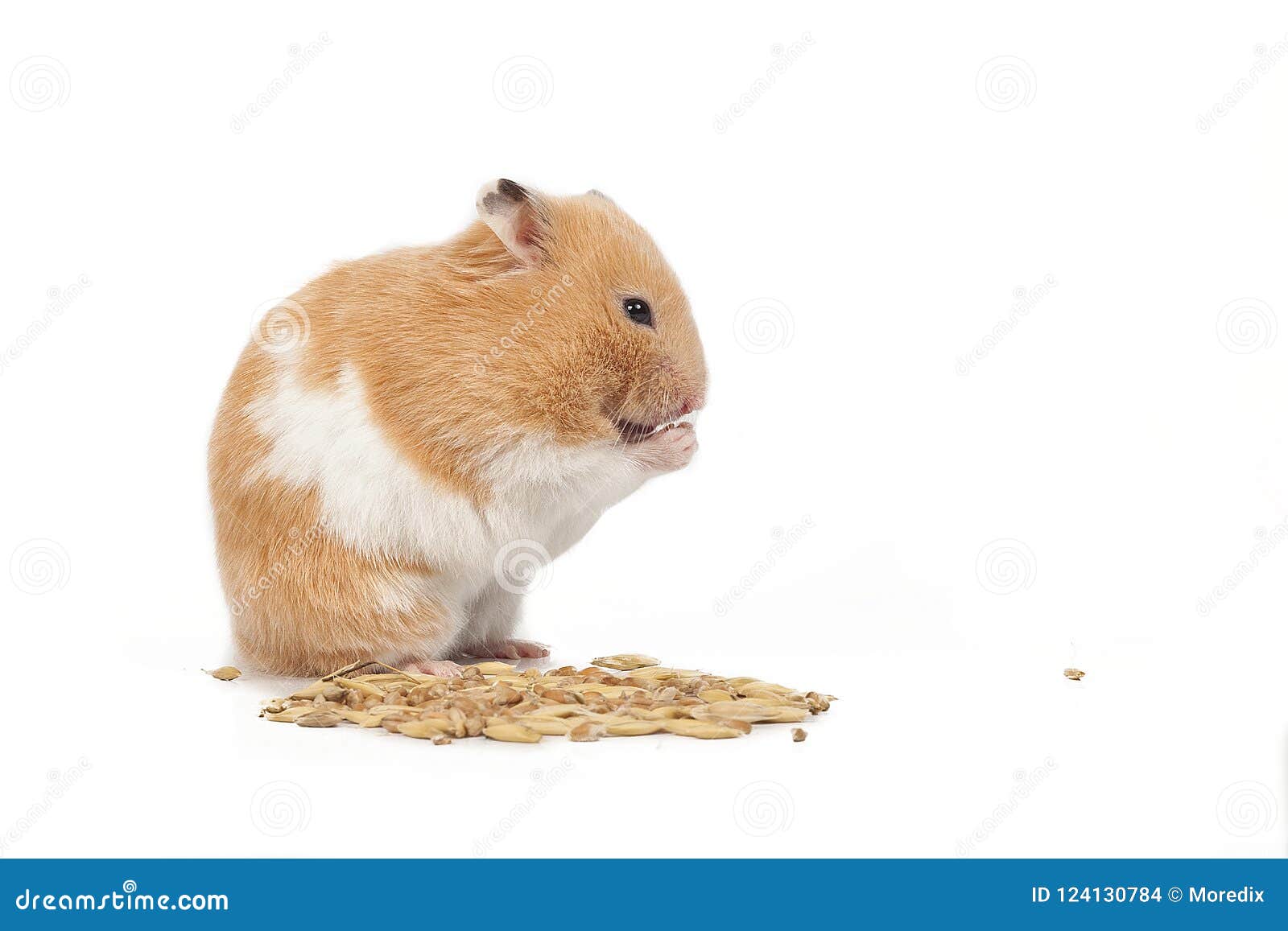Fat Hamster Eating Corn on White Background Stock Photo - Image of ...