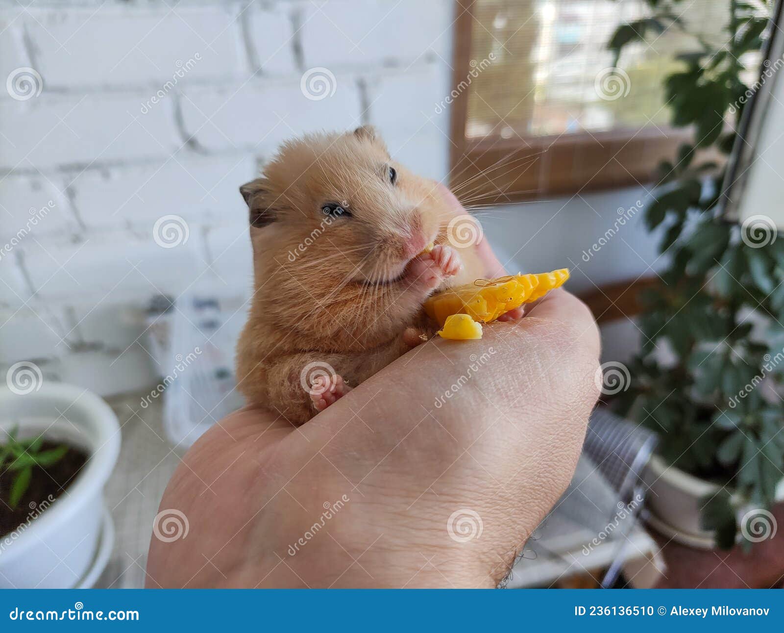 Fat Hamster Eats Corn in the Owner`s Hand Stock Photo - Image of food ...