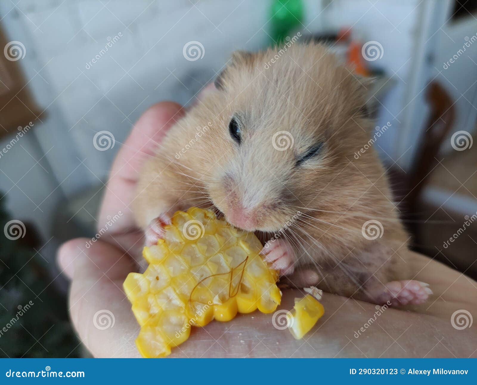 Fat Hamster Eats Corn in the Owner S Hand Stock Image - Image of small ...