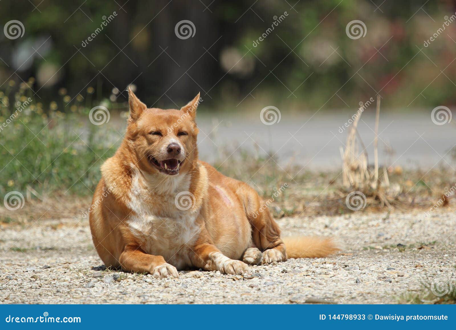 Fat happy dog stock image. Image of happy, dogn, diet - 144798933
