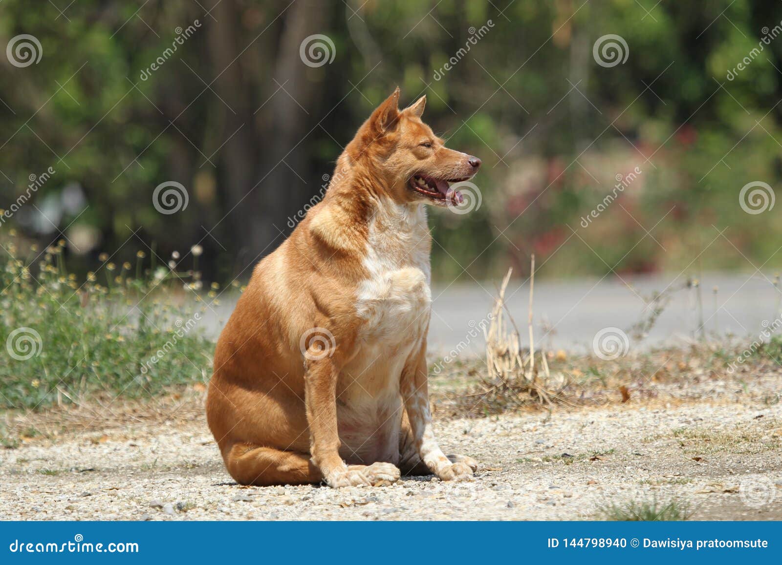 Fat happy dog stock photo. Image of happydog, health - 144798940