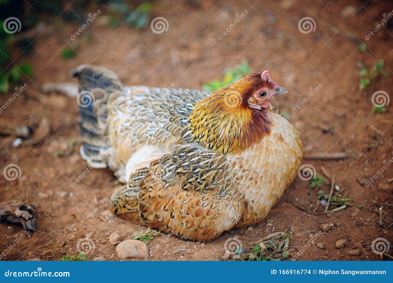 The Fat Hen Was Sitting on the Ground Stock Photo - Image of healthy ...