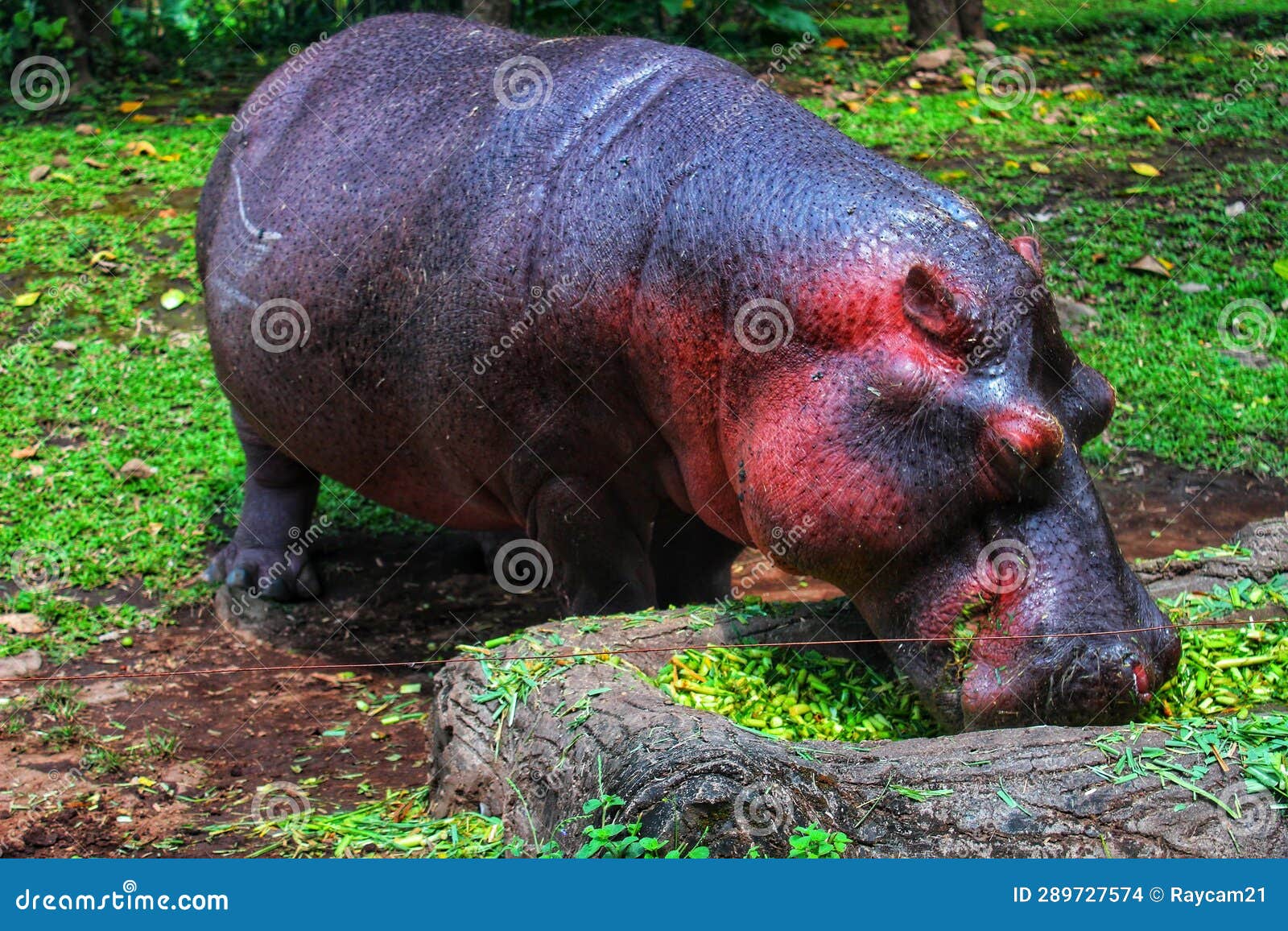 A Fat Hippo is Eating Green Grass Stock Photo - Image of green, hippoo ...
