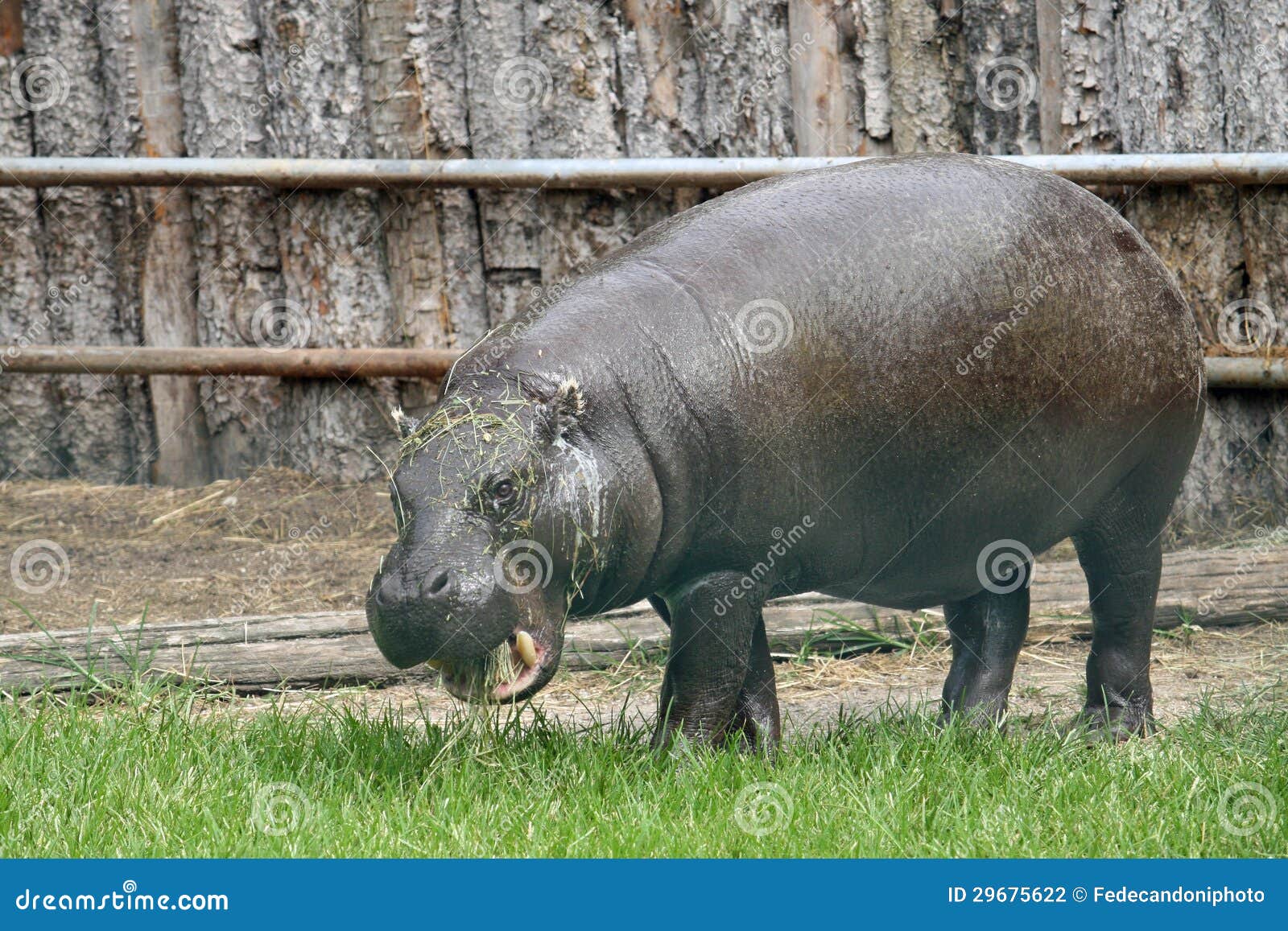 Massive Hippo In A Pond Of A Zoo Royalty-Free Stock Photography ...