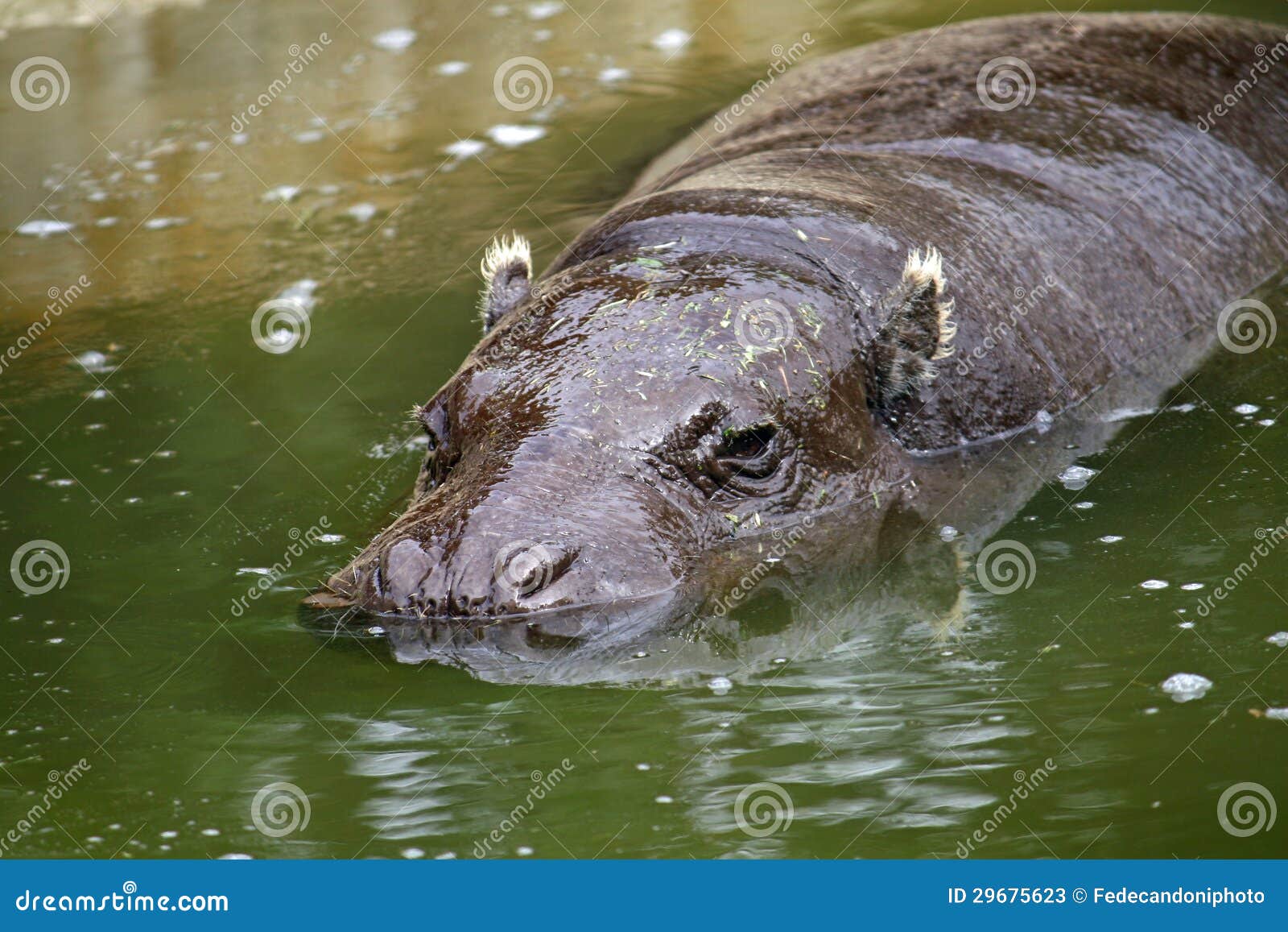Fat Hippo in a Pond of a Zoo Stock Image - Image of captivity, river ...