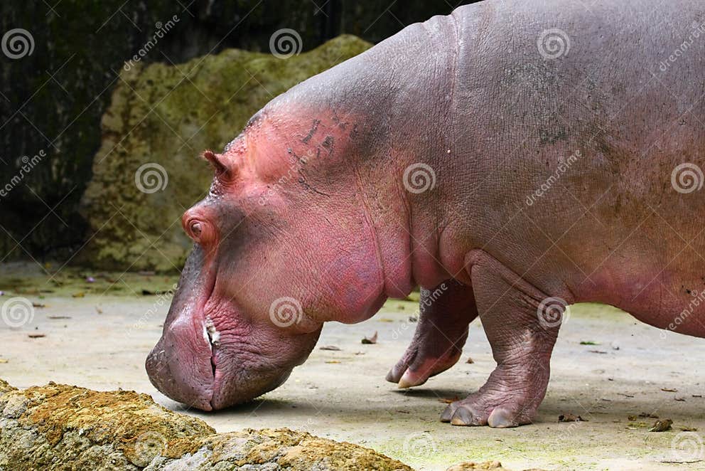 A Fat Hippopotamus stock image. Image of peace, coexistence - 14952161