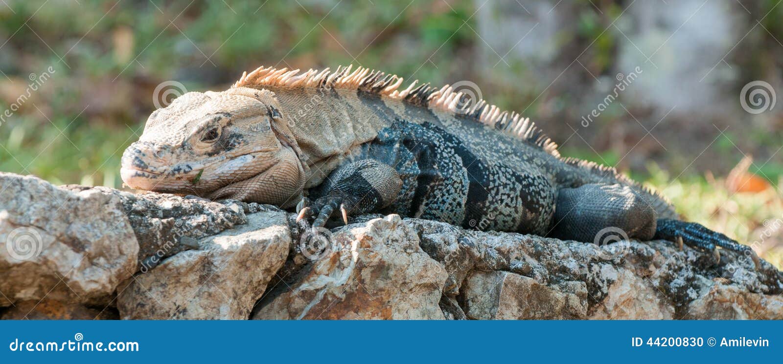 Fat iguana stock photo. Image of reptile, costa, lizzard - 44200830
