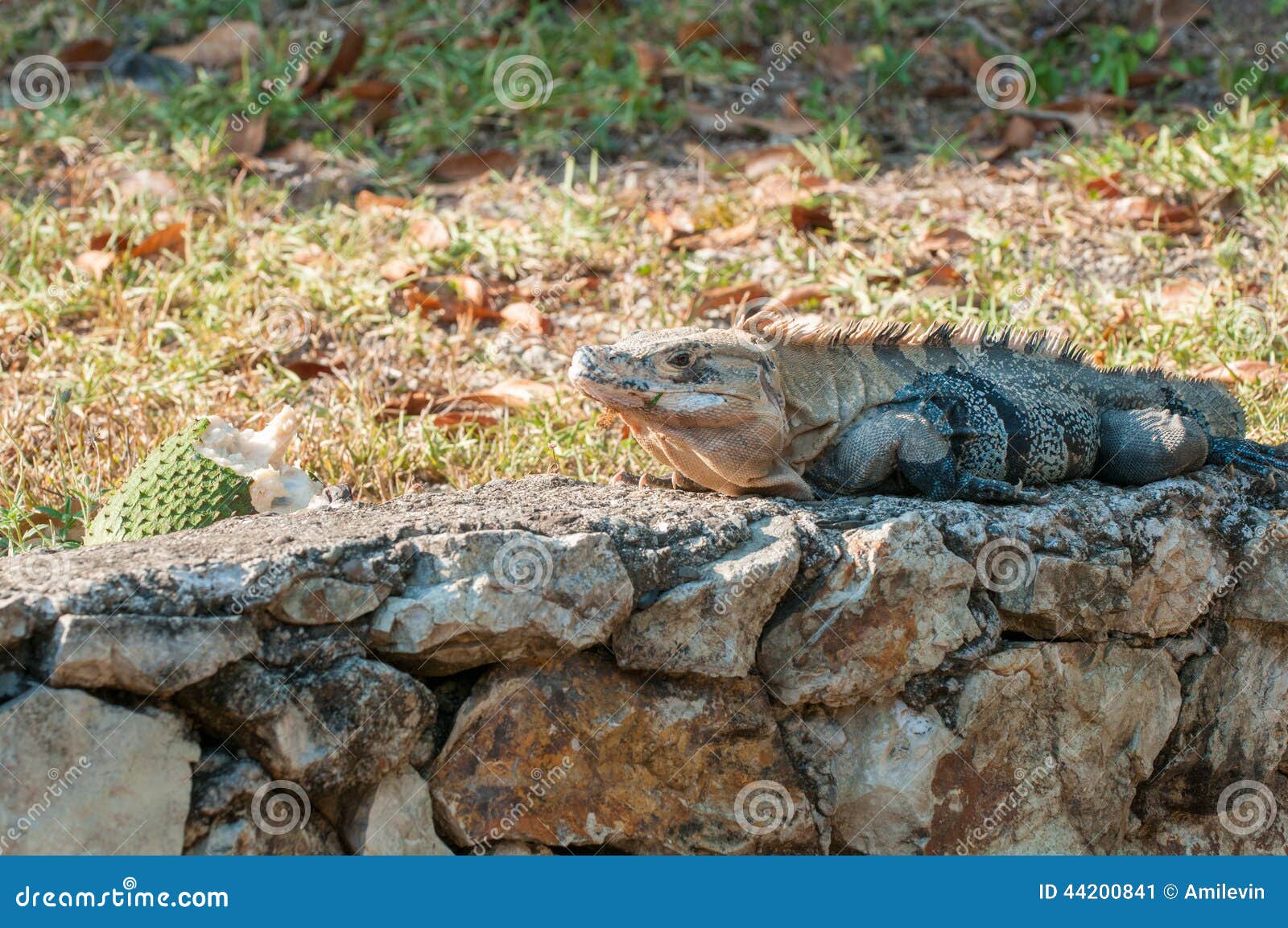 Fat iguana stock image. Image of next, fruit, watch, costa - 44200841
