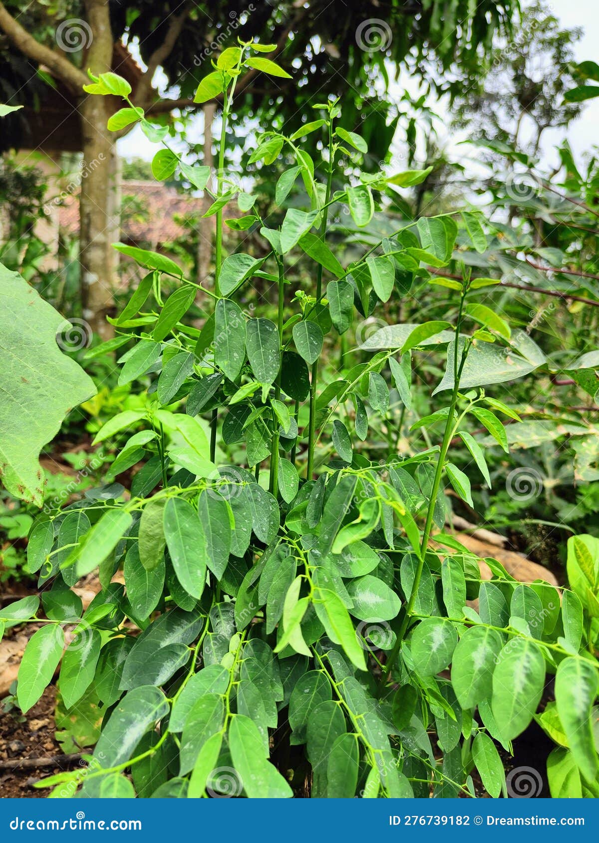 Fat katuk leaf tree stock photo. Image of flower, evergreen - 276739182