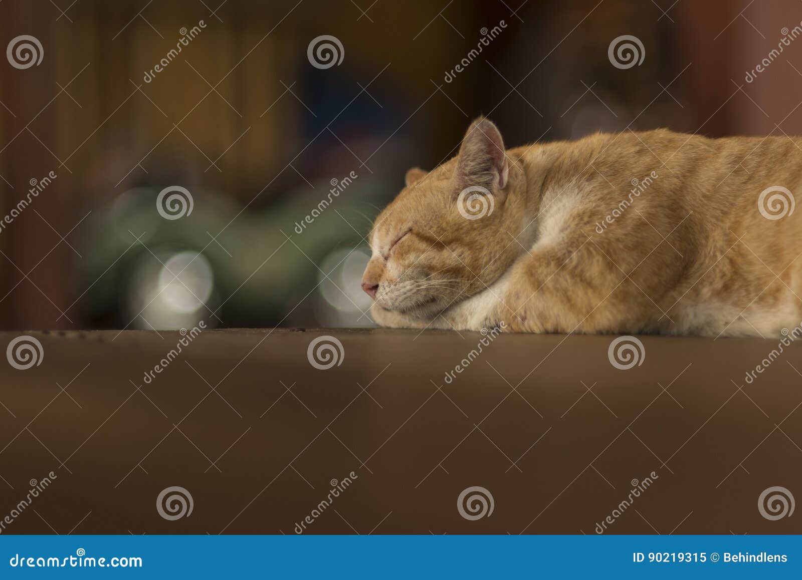 Fat Kitty Cat Sleep on the Floor. Stock Image - Image of comfort ...