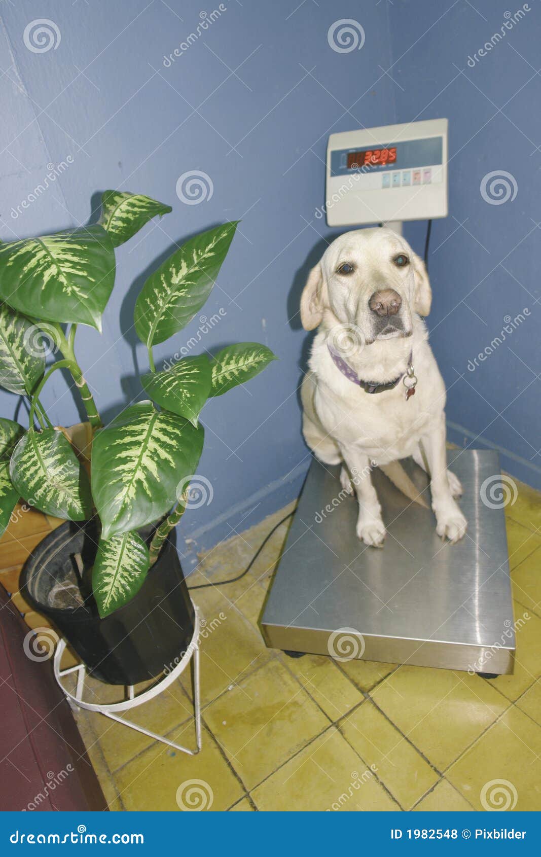 Fat lab stock photo. Image of heavy, breed, hound, labrador - 1982548