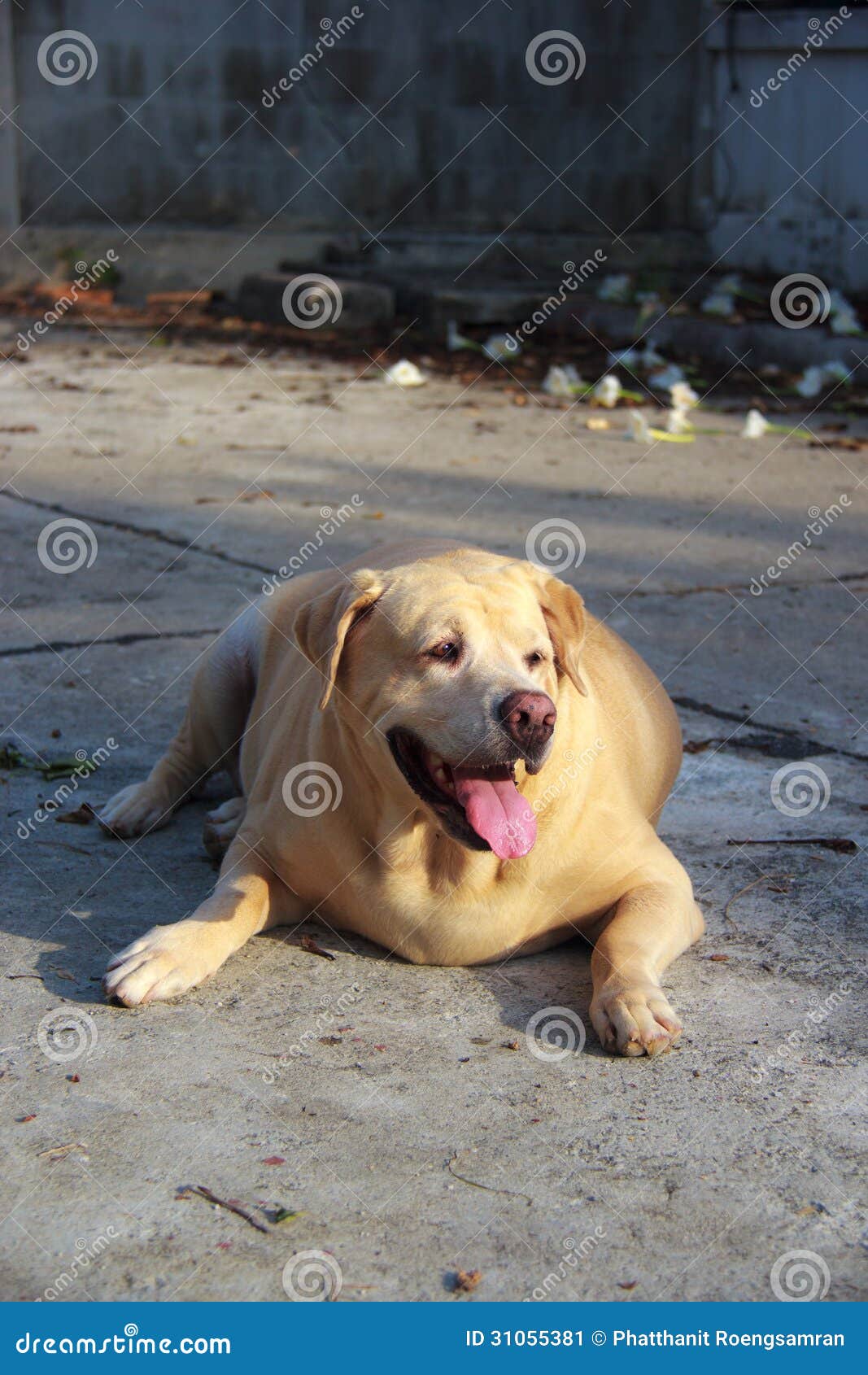 Fat Labrador Retriever on the Floor Stock Image - Image of creature ...