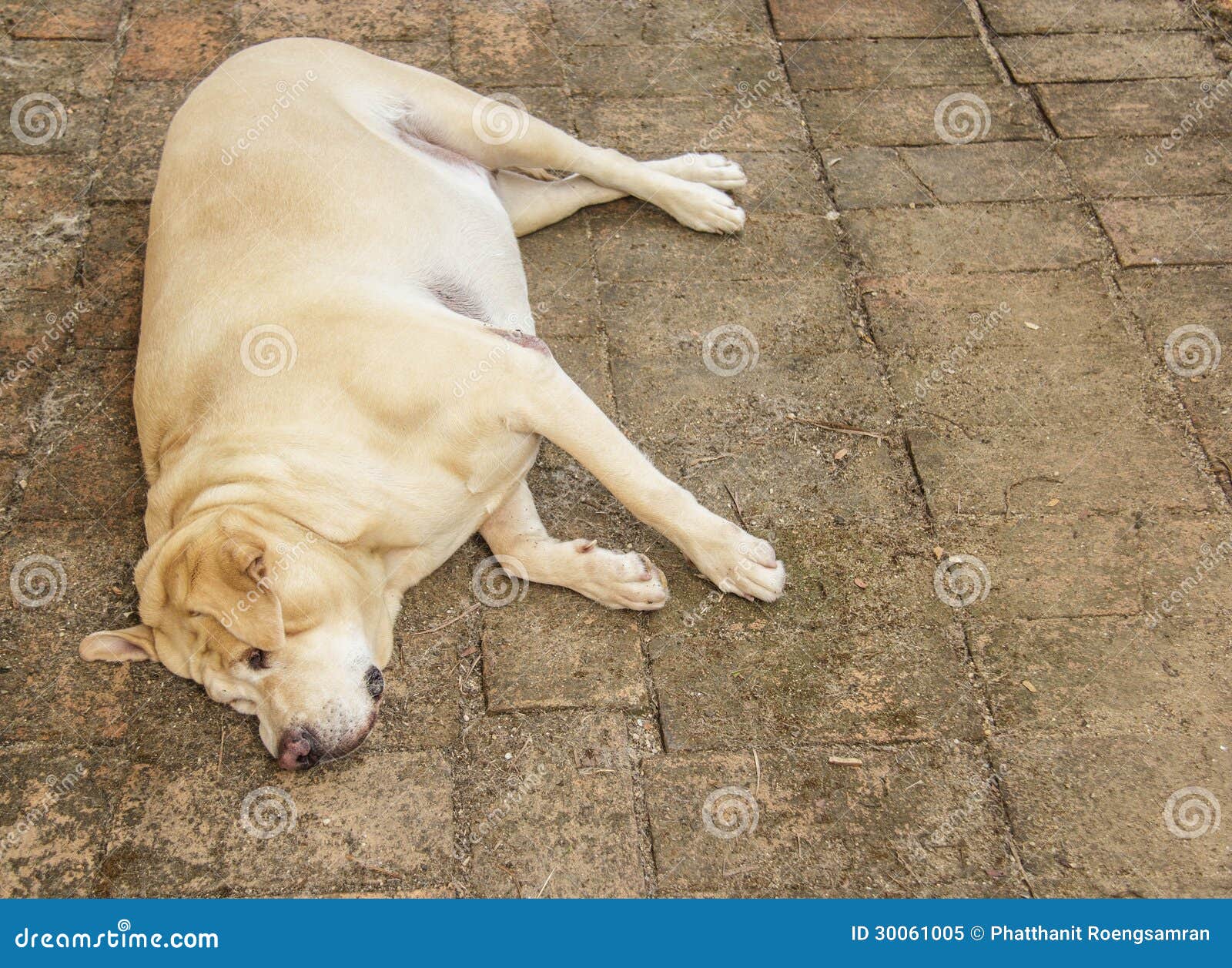 Fat Labrador Retriever Sleep on the Floor, Dog Fat Stock Image - Image ...