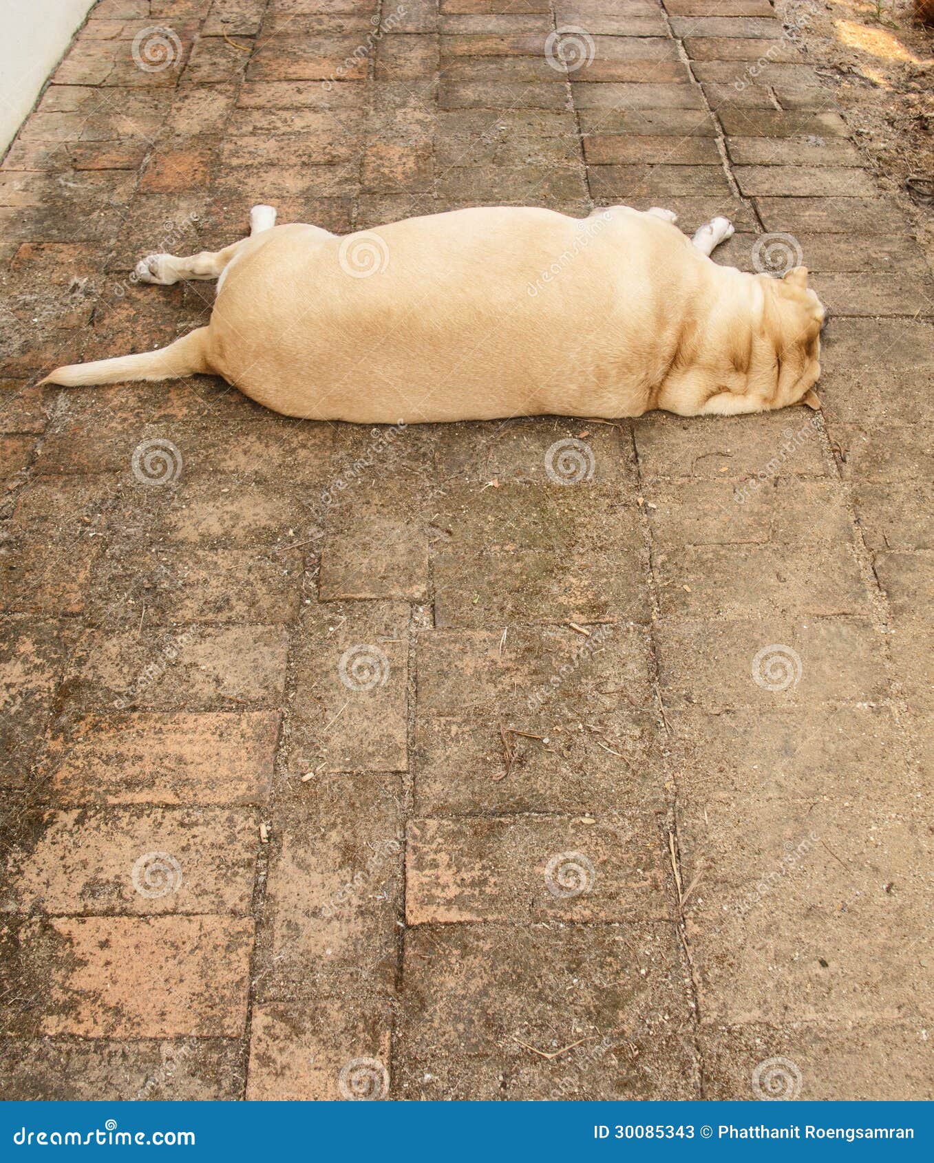 Fat Labrador Retriever Sleep, Dog Fat Stock Image - Image of alert ...