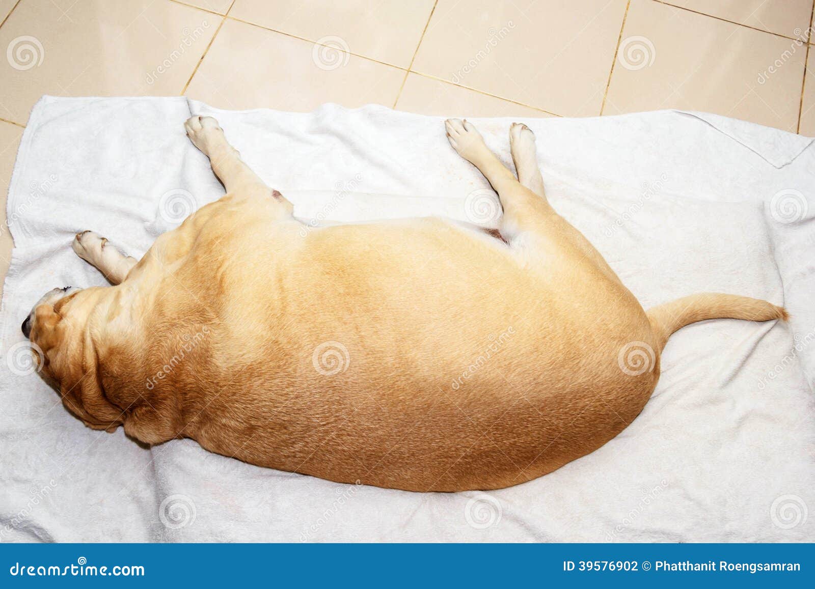 Fat Labrador Retriever Sleep on the Floor Stock Photo - Image of ...
