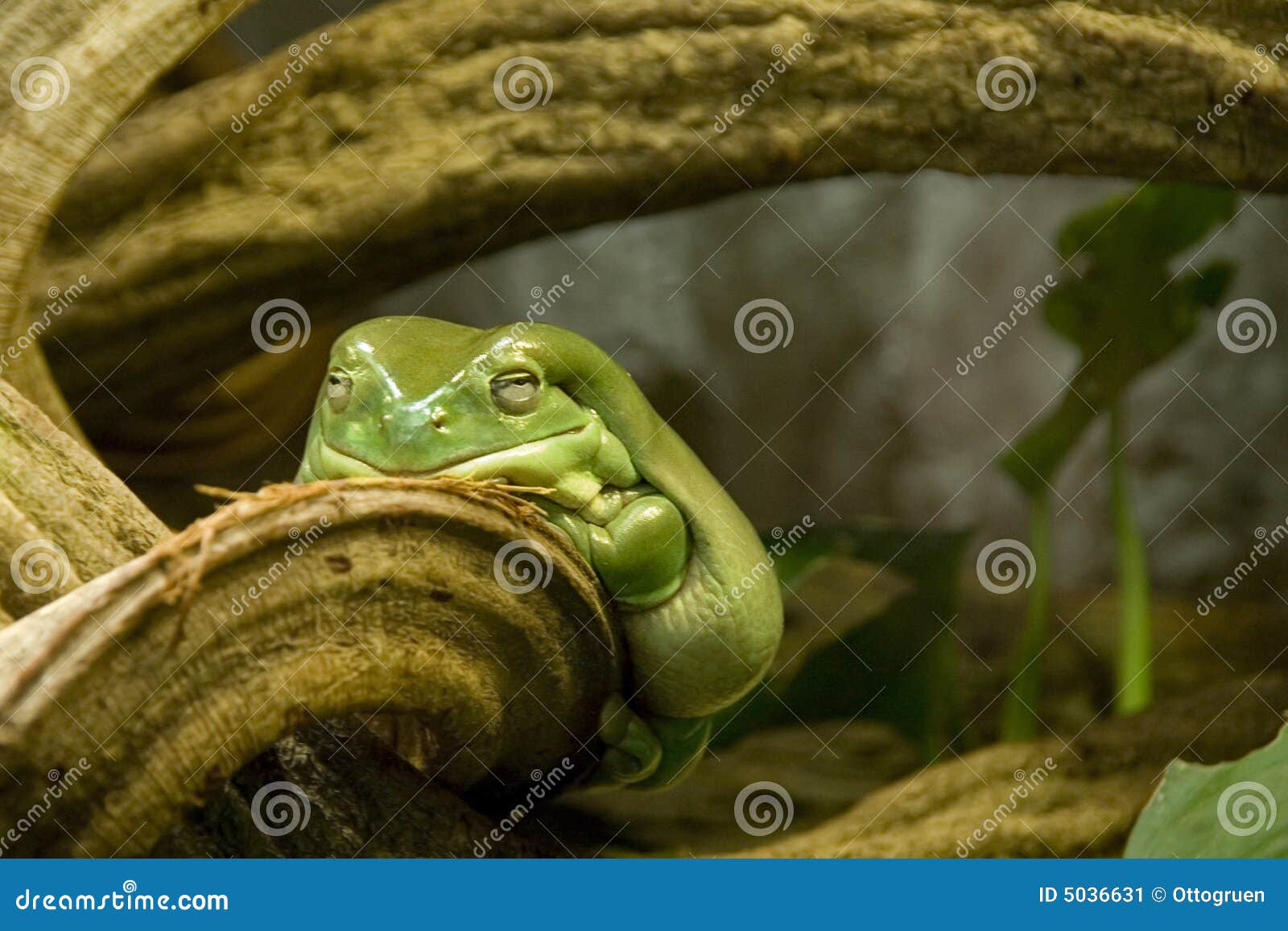 Fat lady frog stock image. Image of amphibian, animal - 5036631