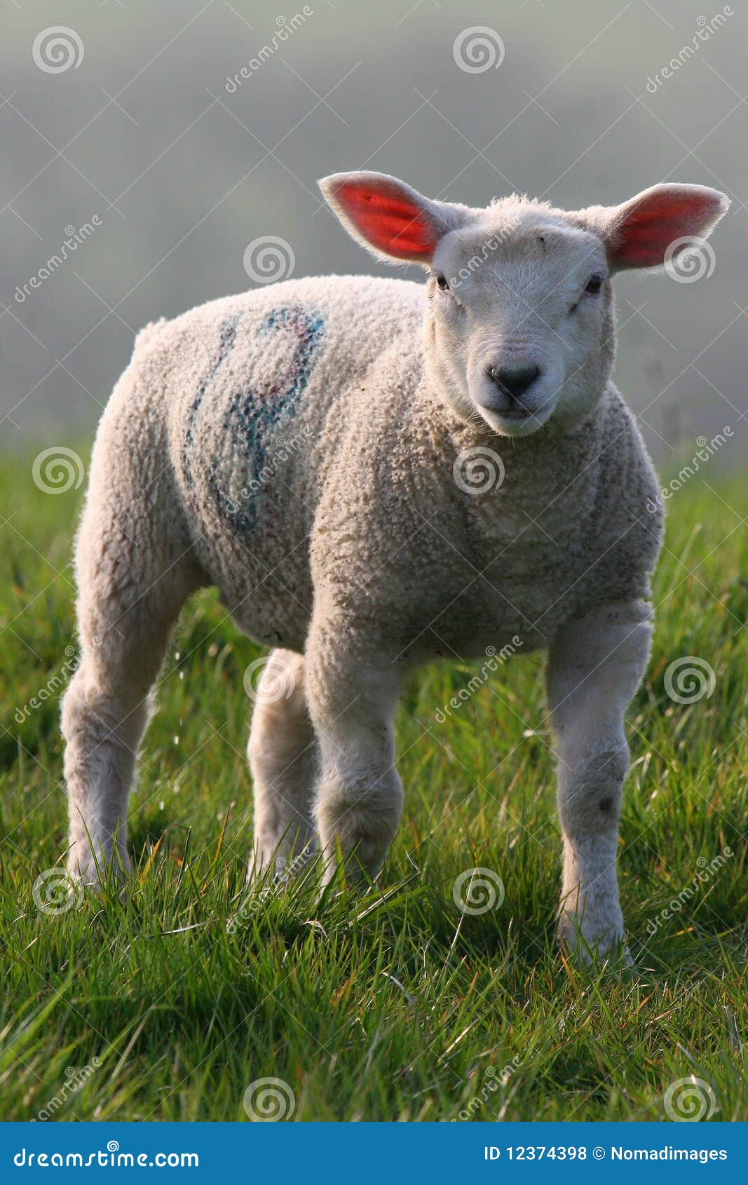 Fat Lamb. stock photo. Image of meat, beautiful, beauty - 12374398