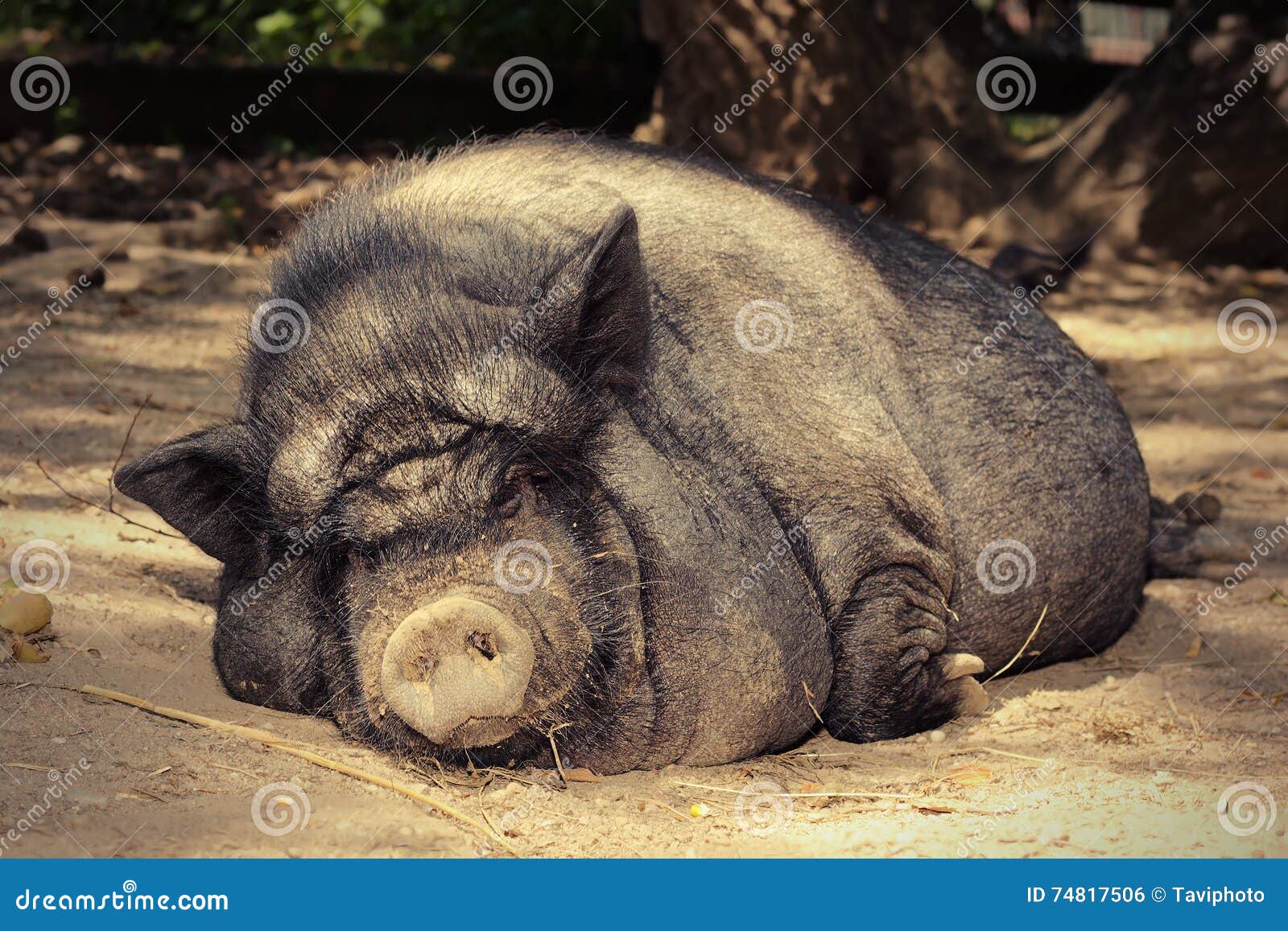 Fat lazy pig stock photo. Image of agriculture, animal - 74817506