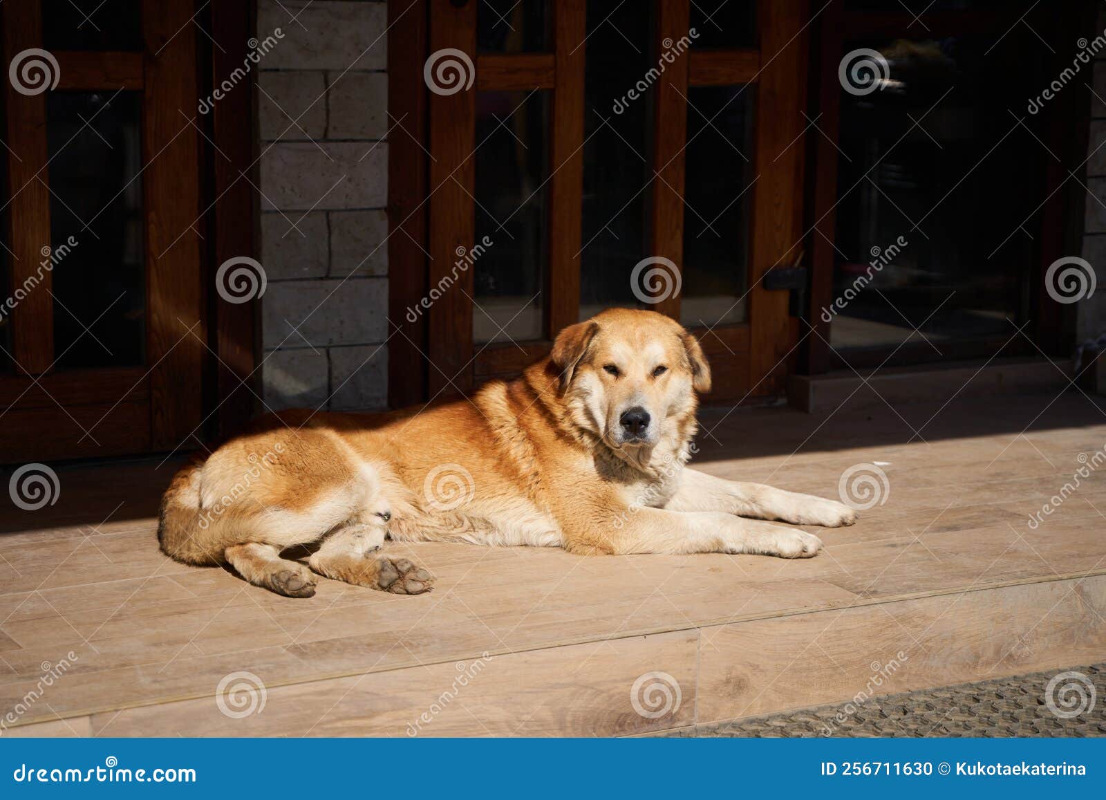 Fat Lazy Stray Dog Warming on Sunrays Stock Photo - Image of lonely ...