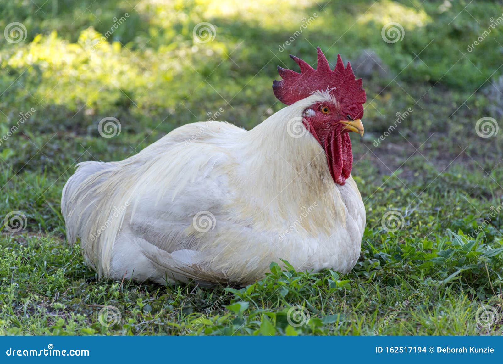 A Fat Lazy White Rooster stock photo. Image of poultry - 162517194
